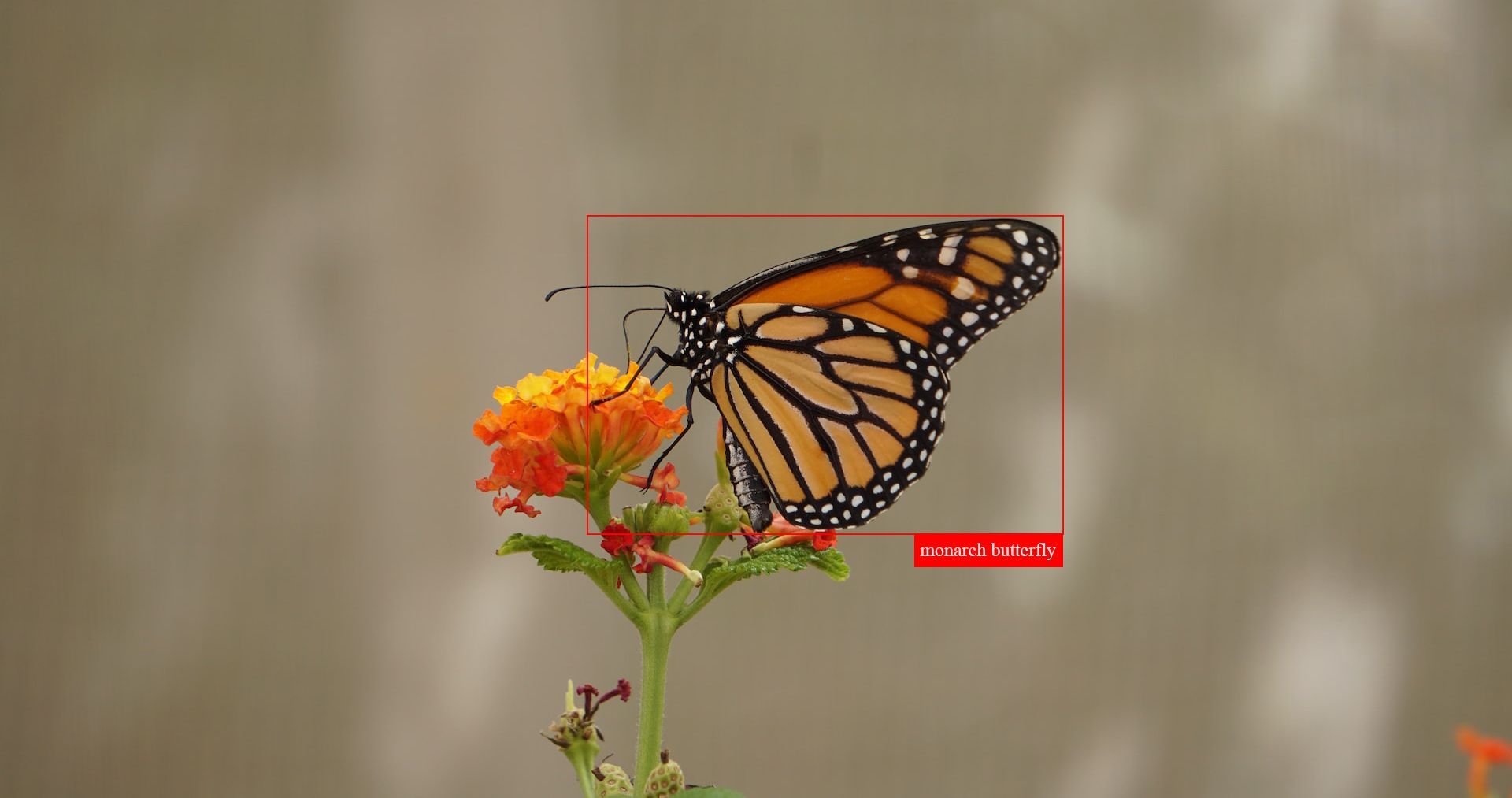 Butterfly AI - Image Recognition And Classification For Insect ...