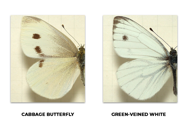 Butterfly AI - Image Recognition And Classification For Insect ...
