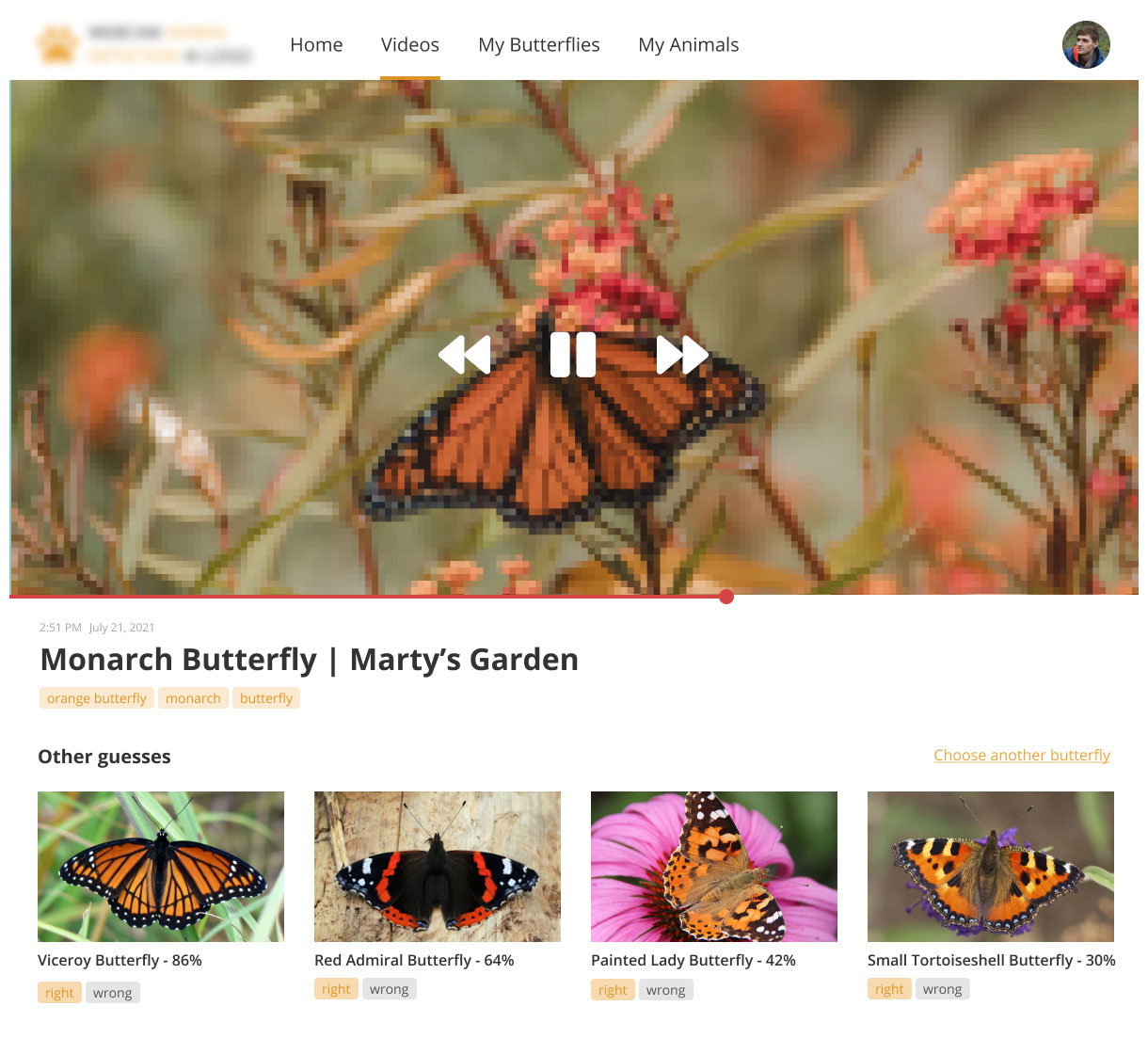 Butterfly Ai Image Recognition And Classification For Insect Detection Businessware Technologies